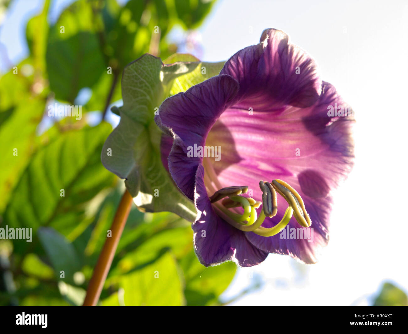 Cathedral bells (Cobaea scandens Stock Photo - Alamy