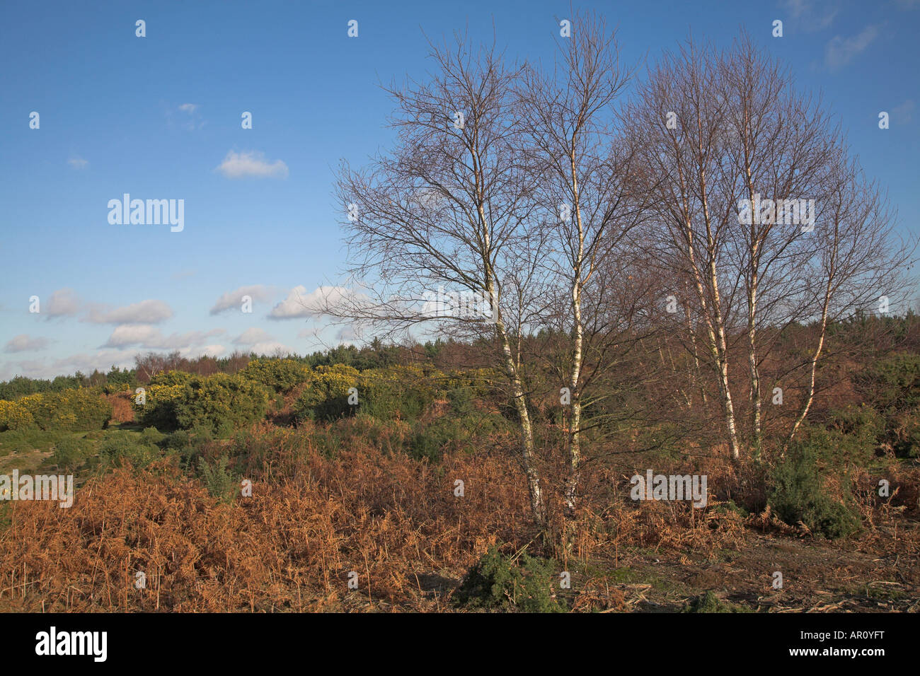 Bracken in winter hi-res stock photography and images - Alamy
