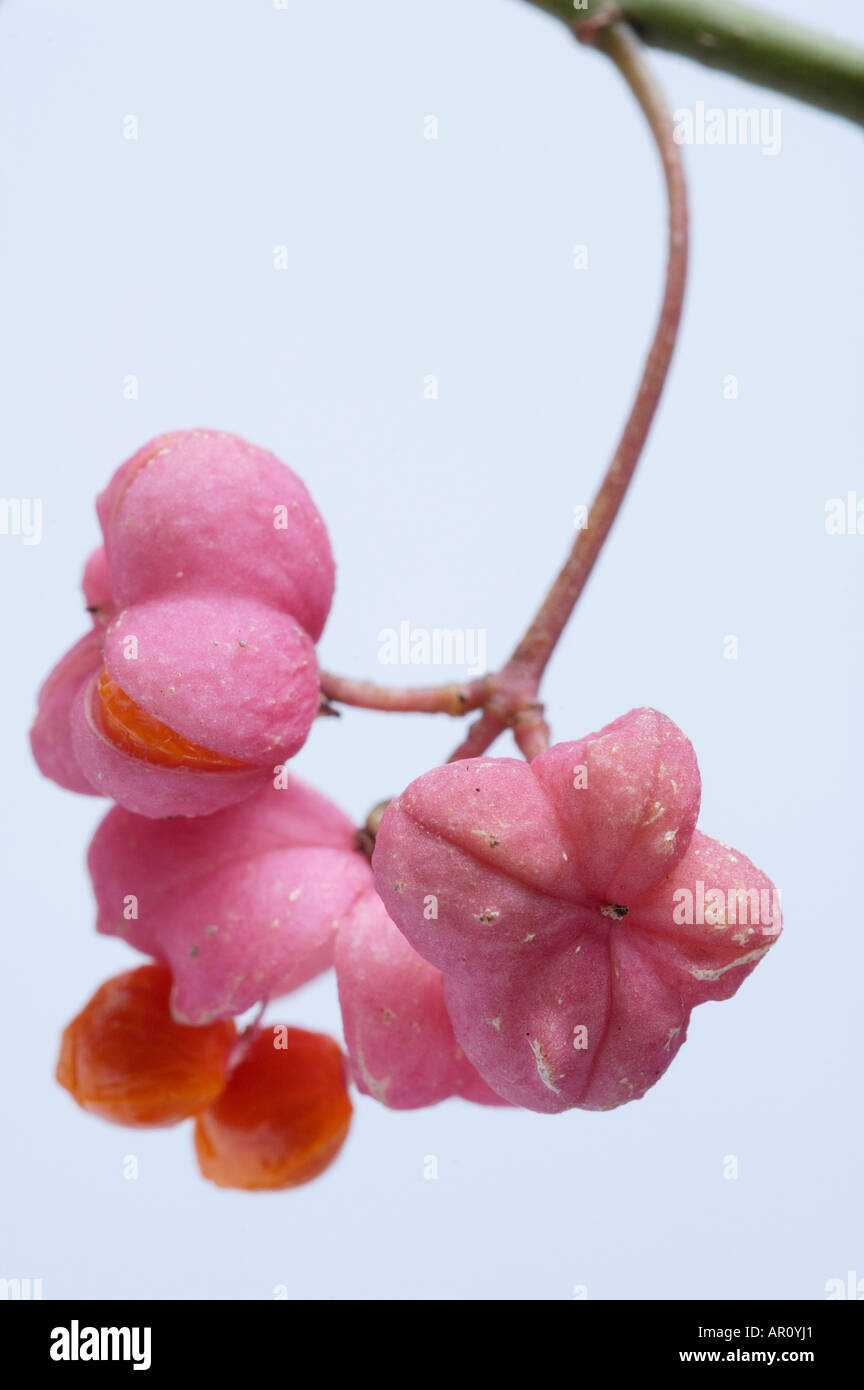 European Spindle Euonymus europaea Stock Photo - Alamy