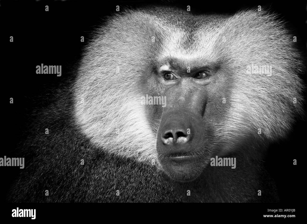 Pavian High Resolution Stock Photography and Images - Alamy