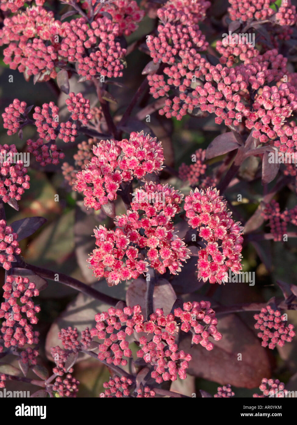 Orpine sedum telephium karfunkelstein syn hi-res stock photography and ...