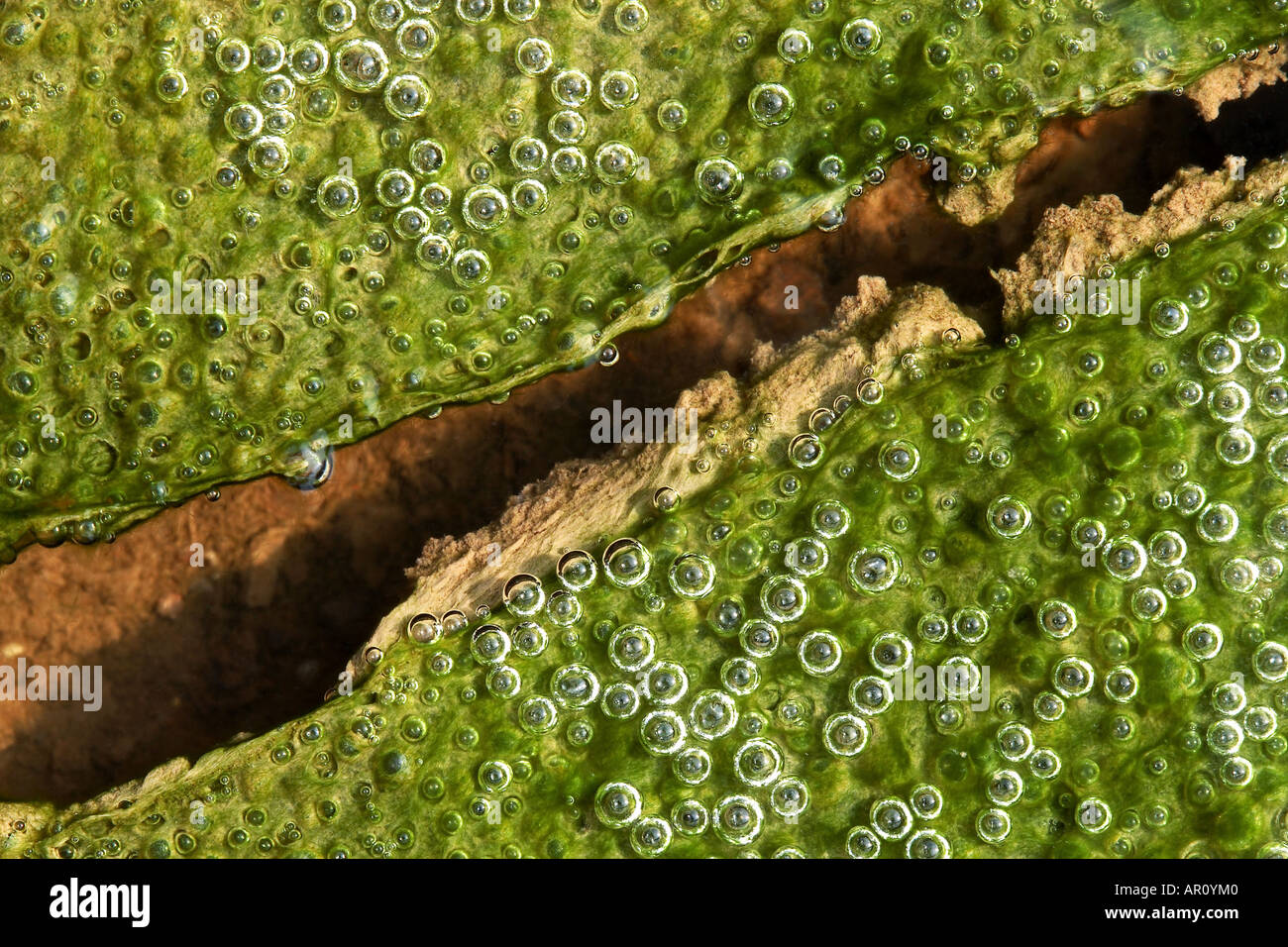 Makro of air bubbles in a puddle with green algae Stock Photo - Alamy