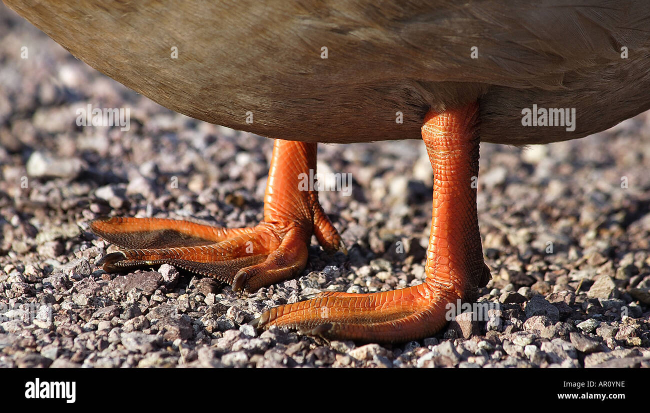 Duck feet hi-res stock photography and images - Alamy