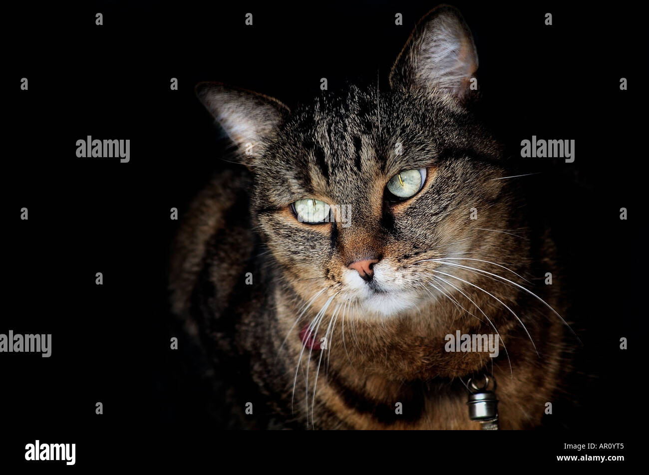 Cats bell hi-res stock photography and images - Alamy