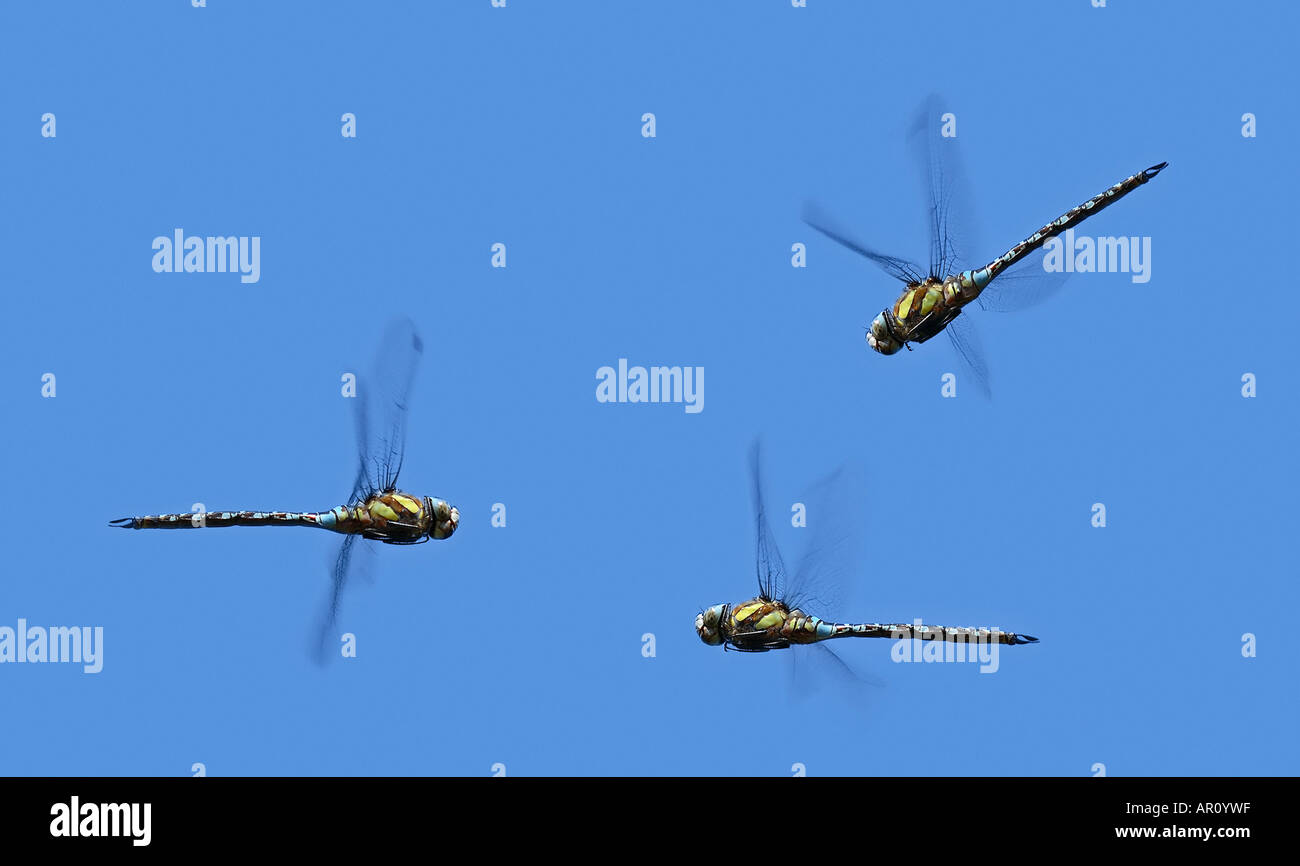 Three dragonflies in a blue sky Stock Photo - Alamy