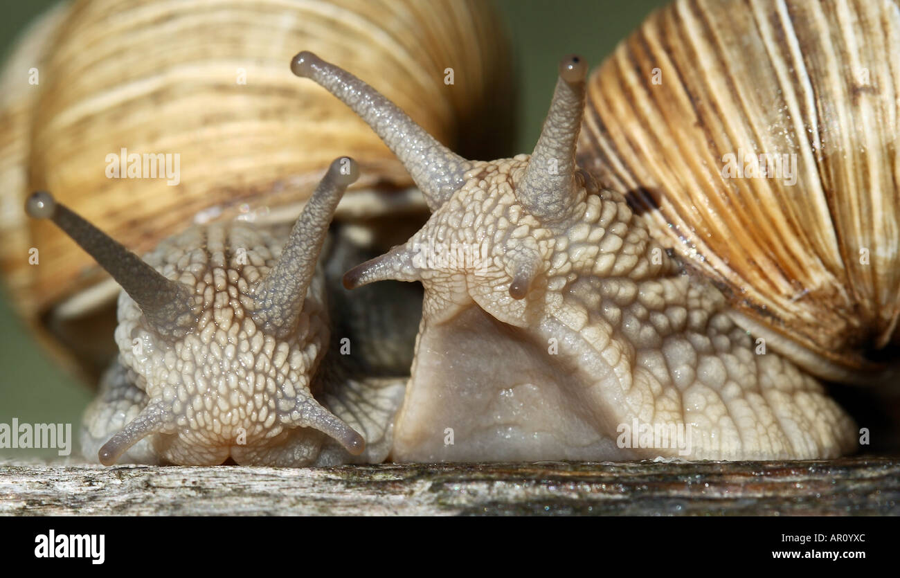 Two snails in their shells Stock Photo - Alamy