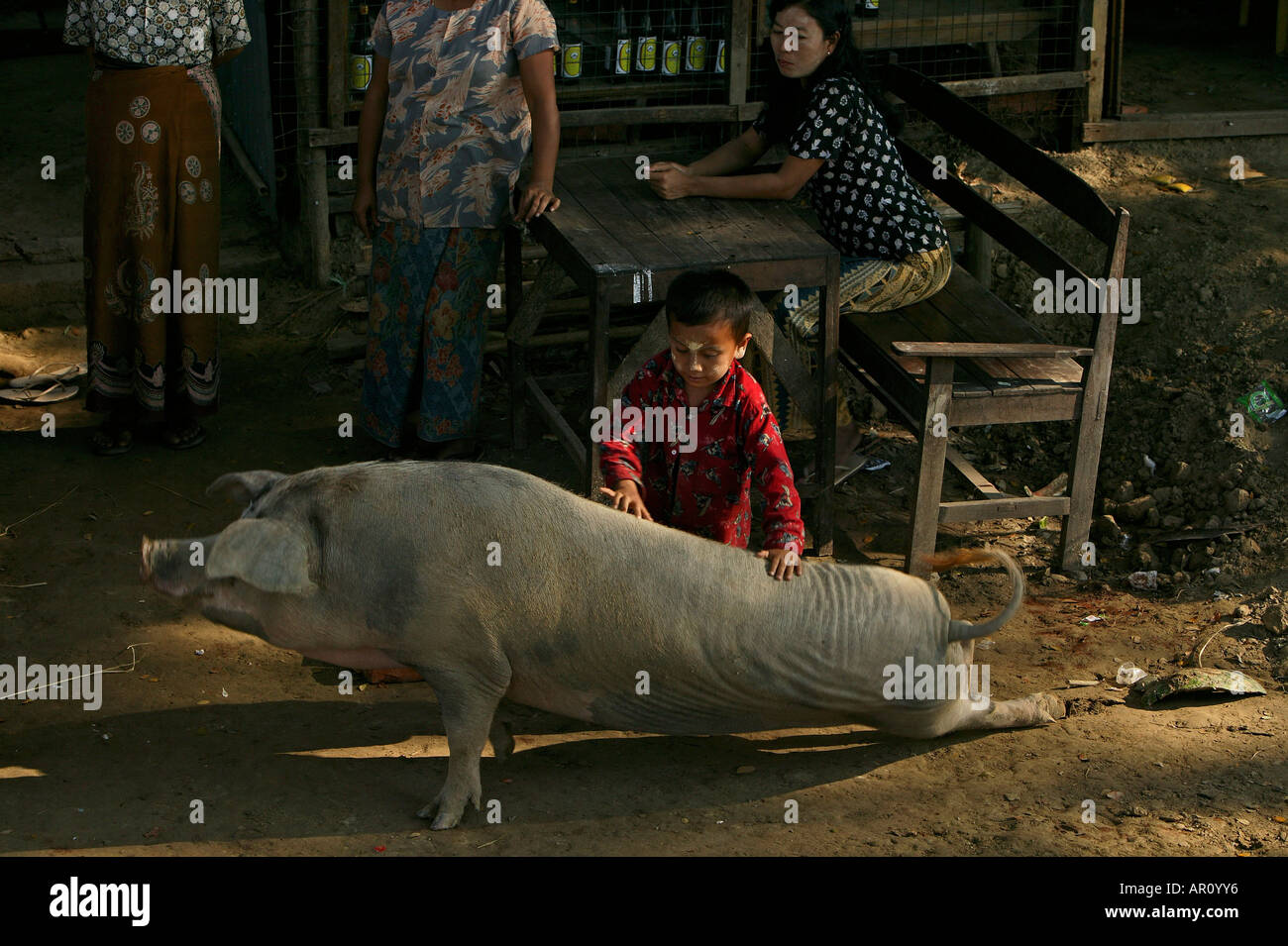Pig rides hi-res stock photography and images - Alamy