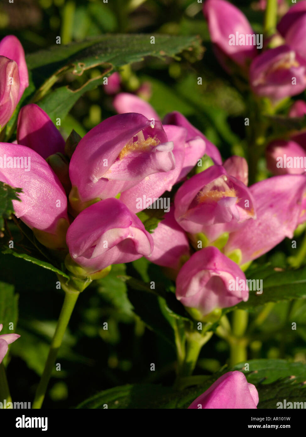 Turtlehead (Chelone obliqua Stock Photo - Alamy