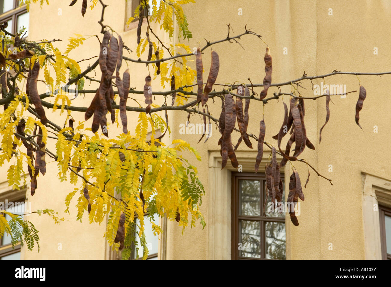 Acacia seed pods hi-res stock photography and images - Alamy
