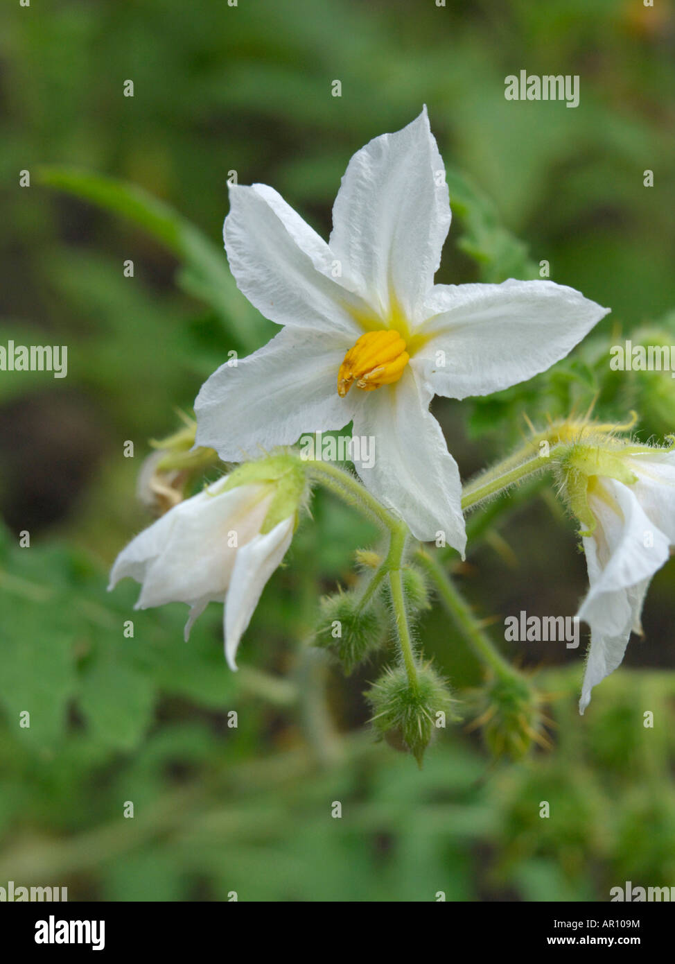 Sticky nightshade (Solanum sisymbriifolium Stock Photo - Alamy