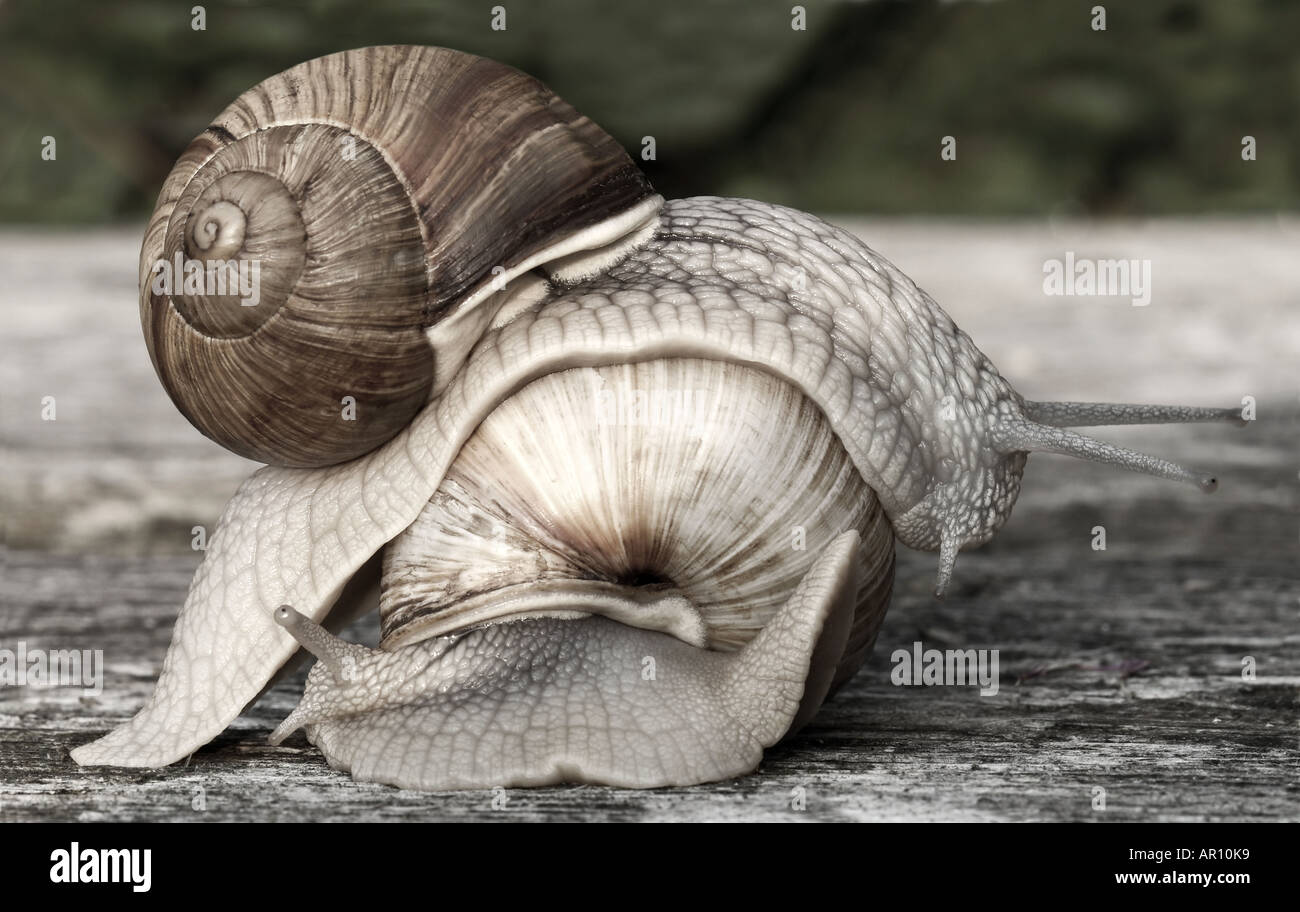 Two snails in shells crawl over each other Stock Photo - Alamy