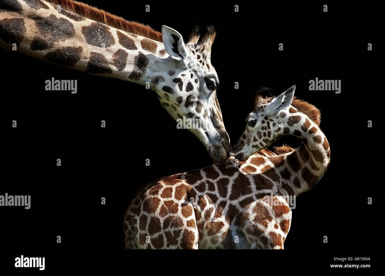 Kissing giraffe hi-res stock photography and images - Alamy