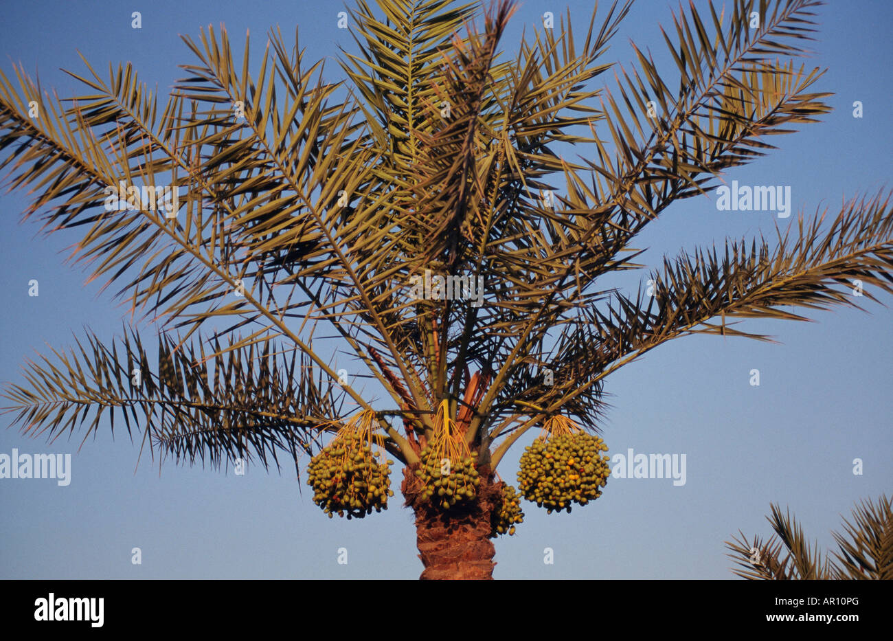 Date Palm tree Stock Photo - Alamy
