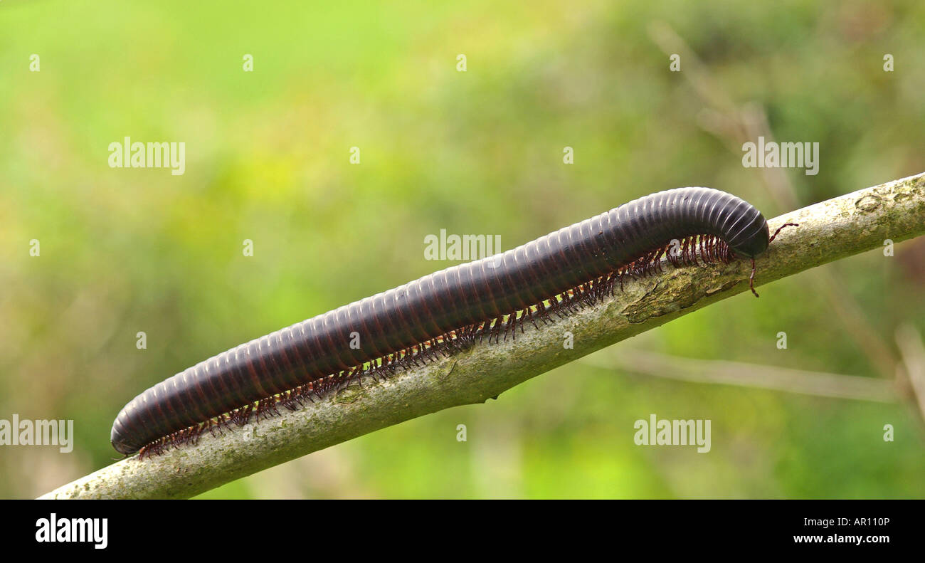 Giant tropical millipede probably archispirostreptus hi-res stock ...