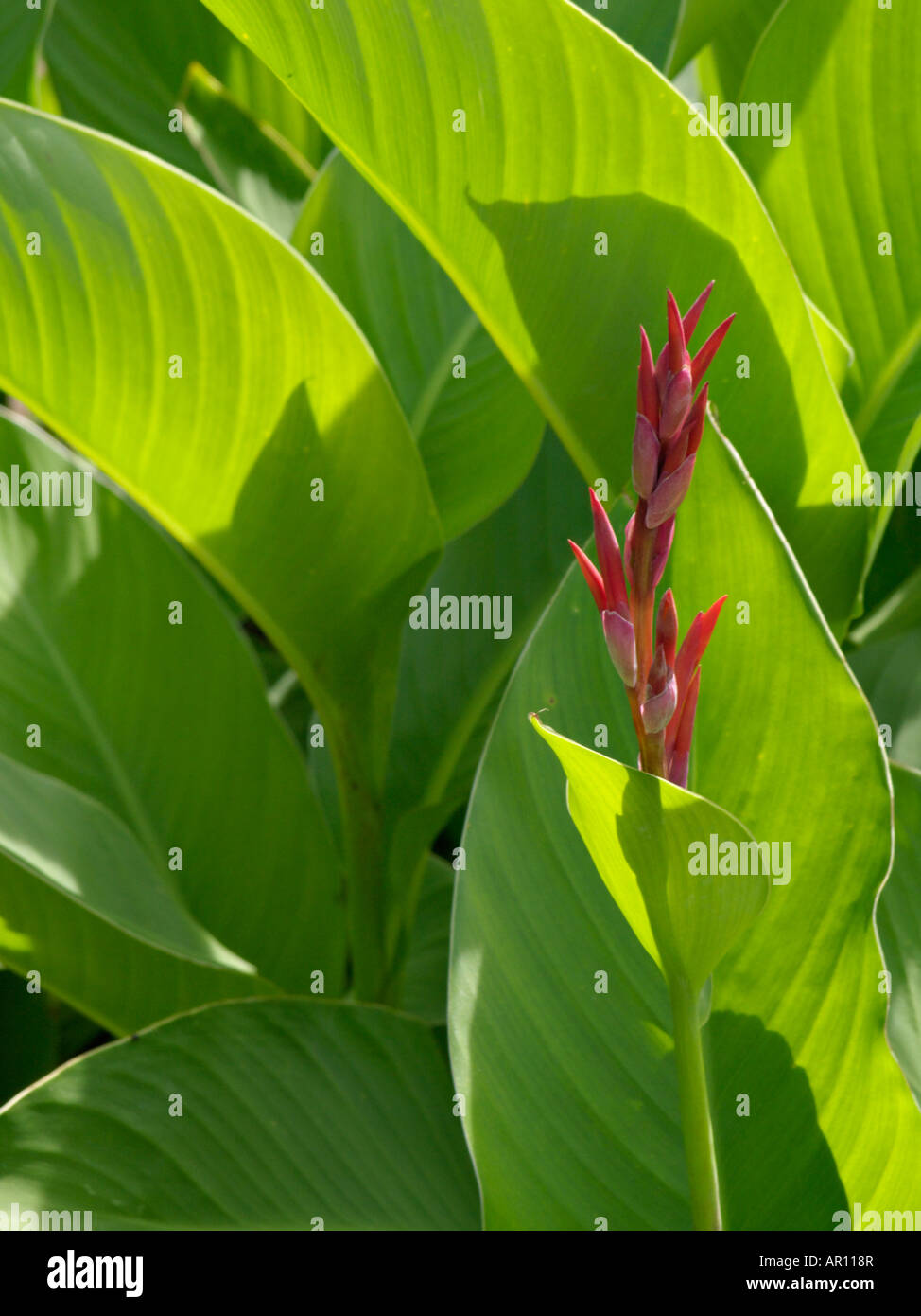 Indian shot (Canna indica Stock Photo - Alamy