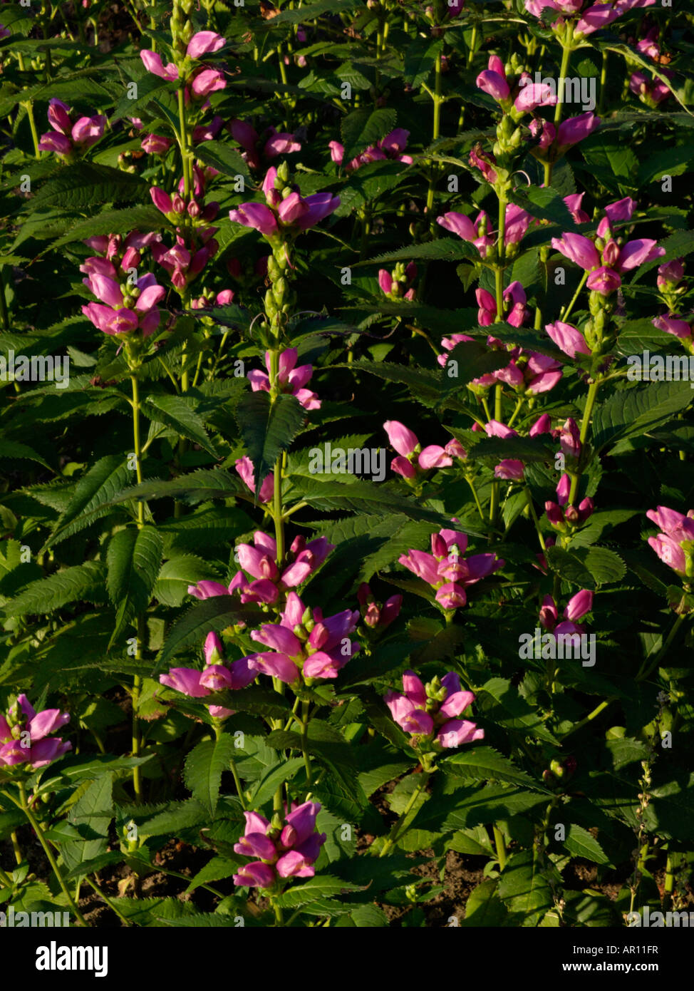 Turtlehead (Chelone obliqua Stock Photo - Alamy