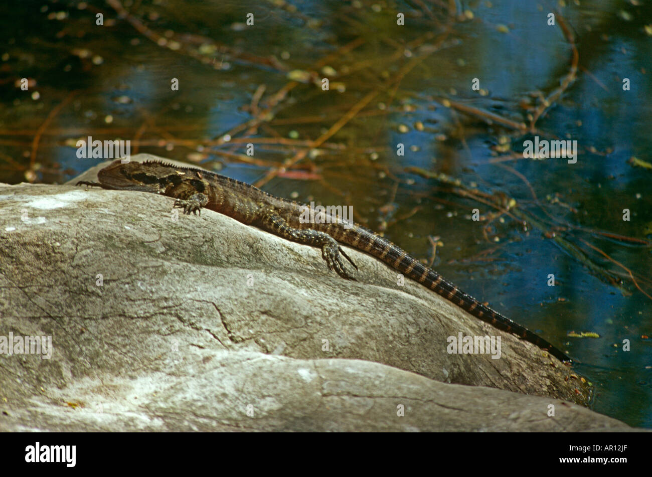 Lizard on a large rock, Australia Stock Photo - Alamy