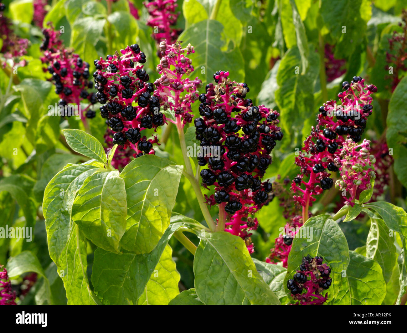 American pokeweeds phytolacca americana hi-res stock photography and ...