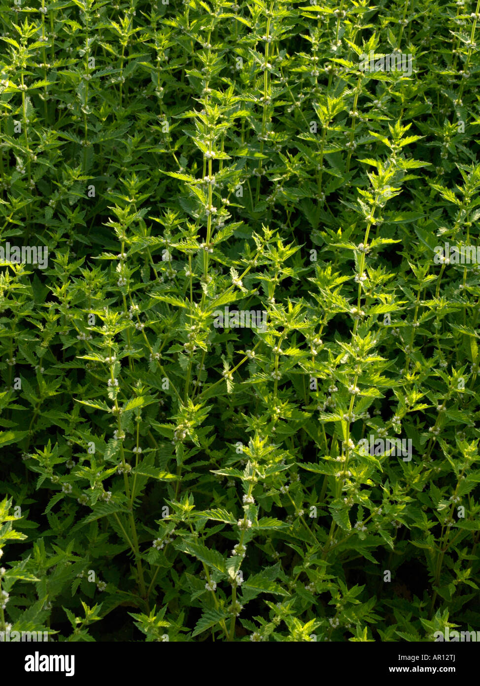 Gipsyworts hi-res stock photography and images - Alamy