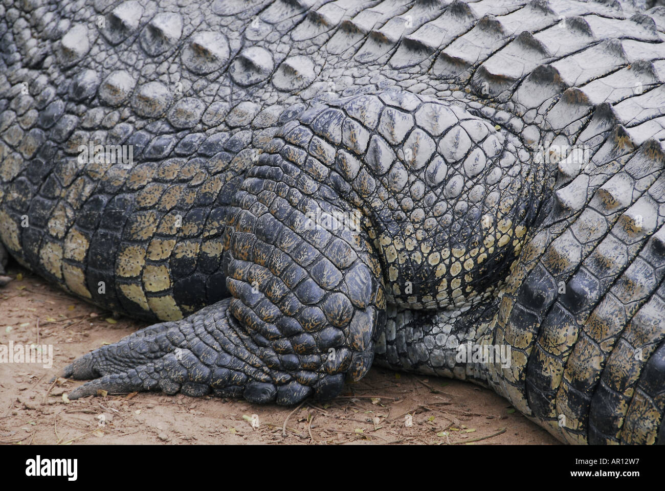 Cayman (caiman crocodilus Stock Photo - Alamy