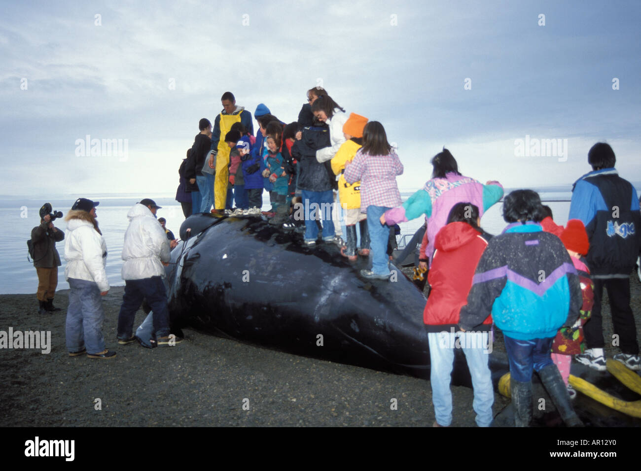 bowhead whale caught with local Eskimo children dancing on it a ...