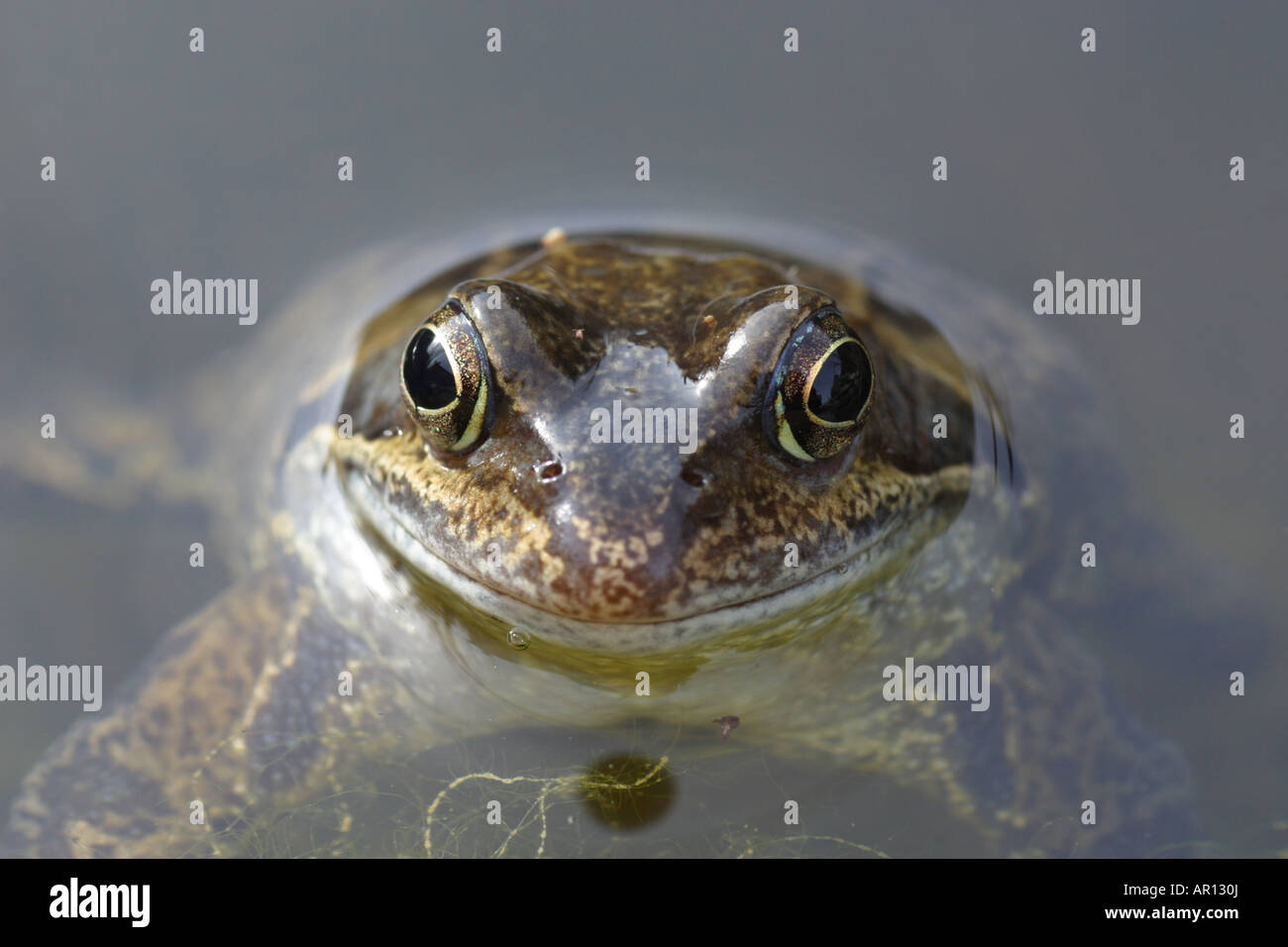 Common Frog Rana temporaria in a garden pond Stock Photo - Alamy
