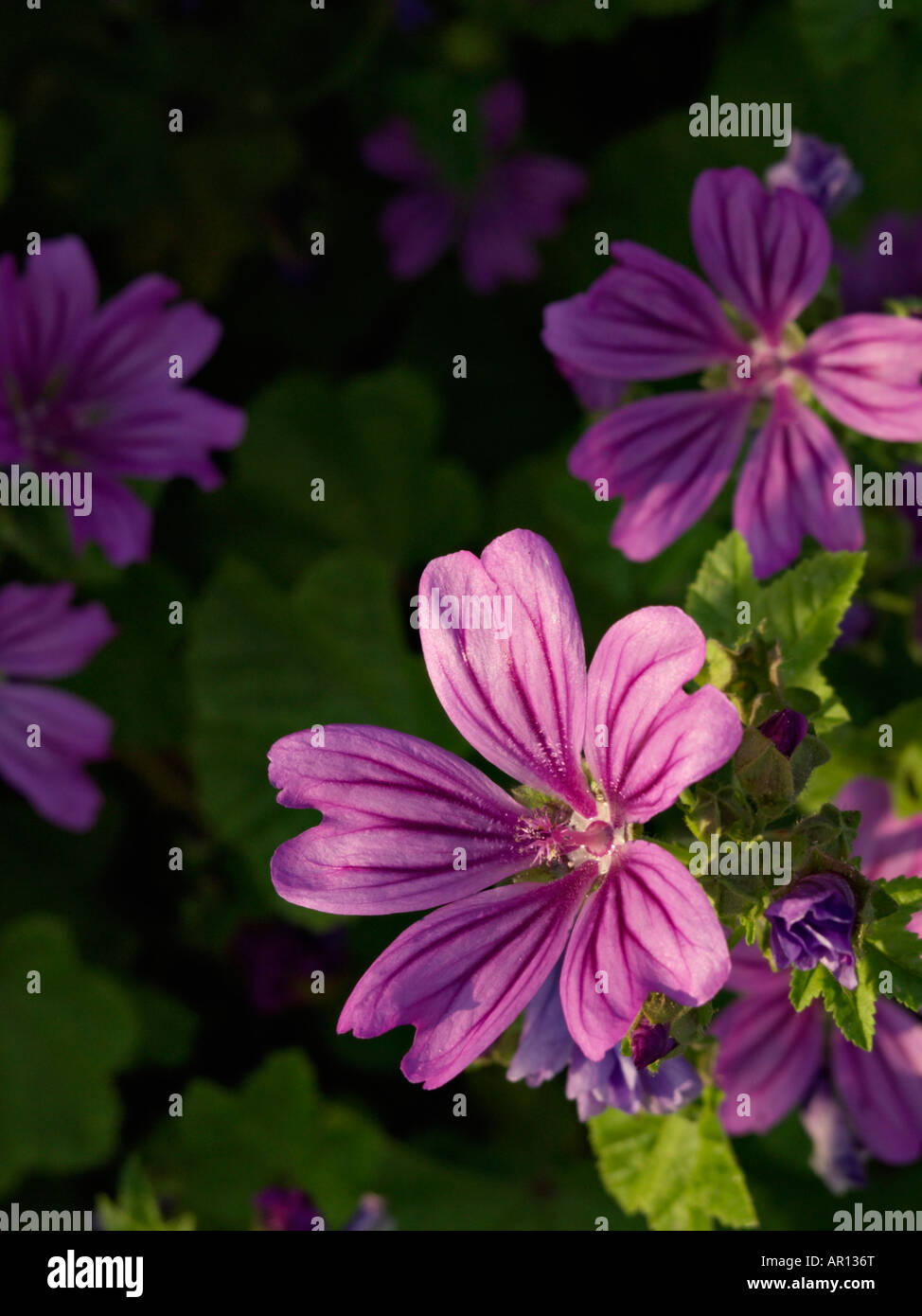 Common mallow (Malva sylvestris Stock Photo - Alamy