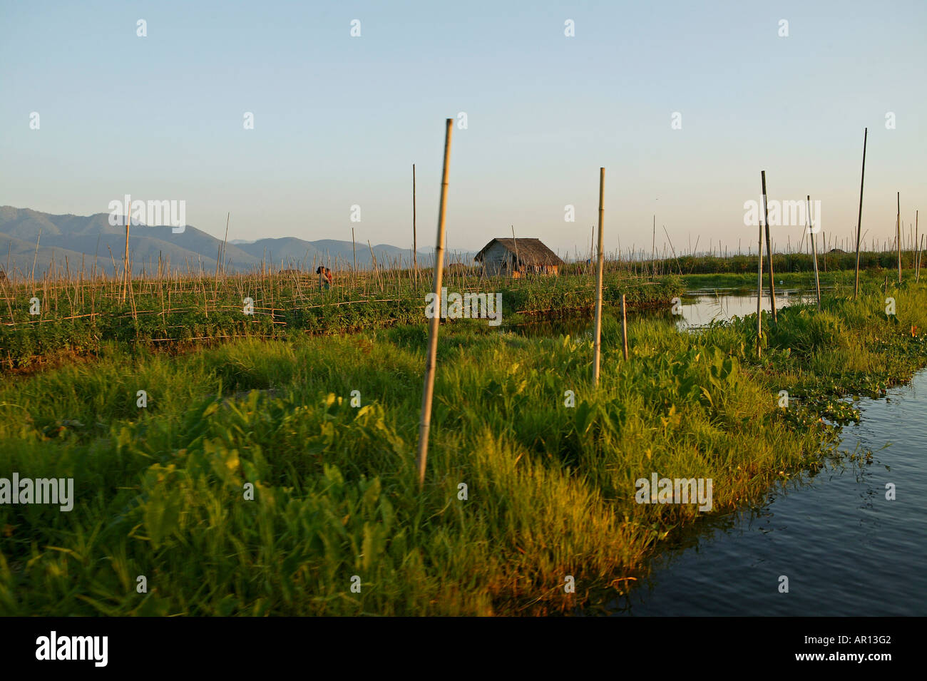 Southeast asia myanmar burma inlay lake agriculture hi-res stock ...