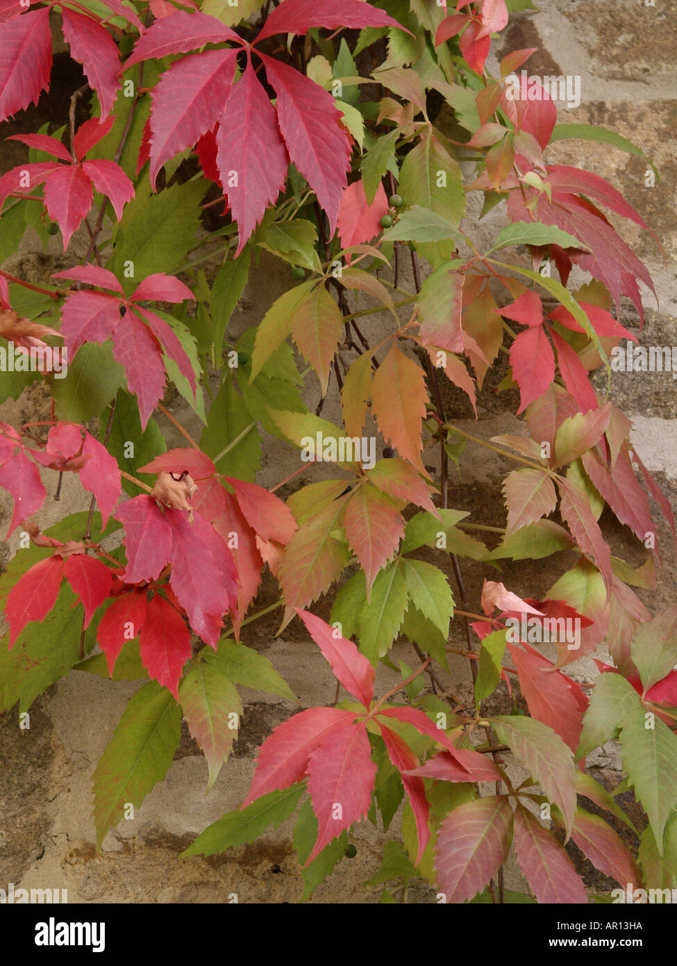 Vine leaves, autumn colours Stock Photo - Alamy