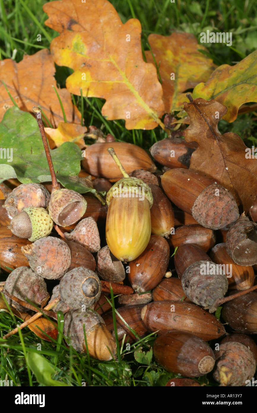 Fall forest floor: Acorns and oak leaves (Quercus robur Stock Photo - Alamy