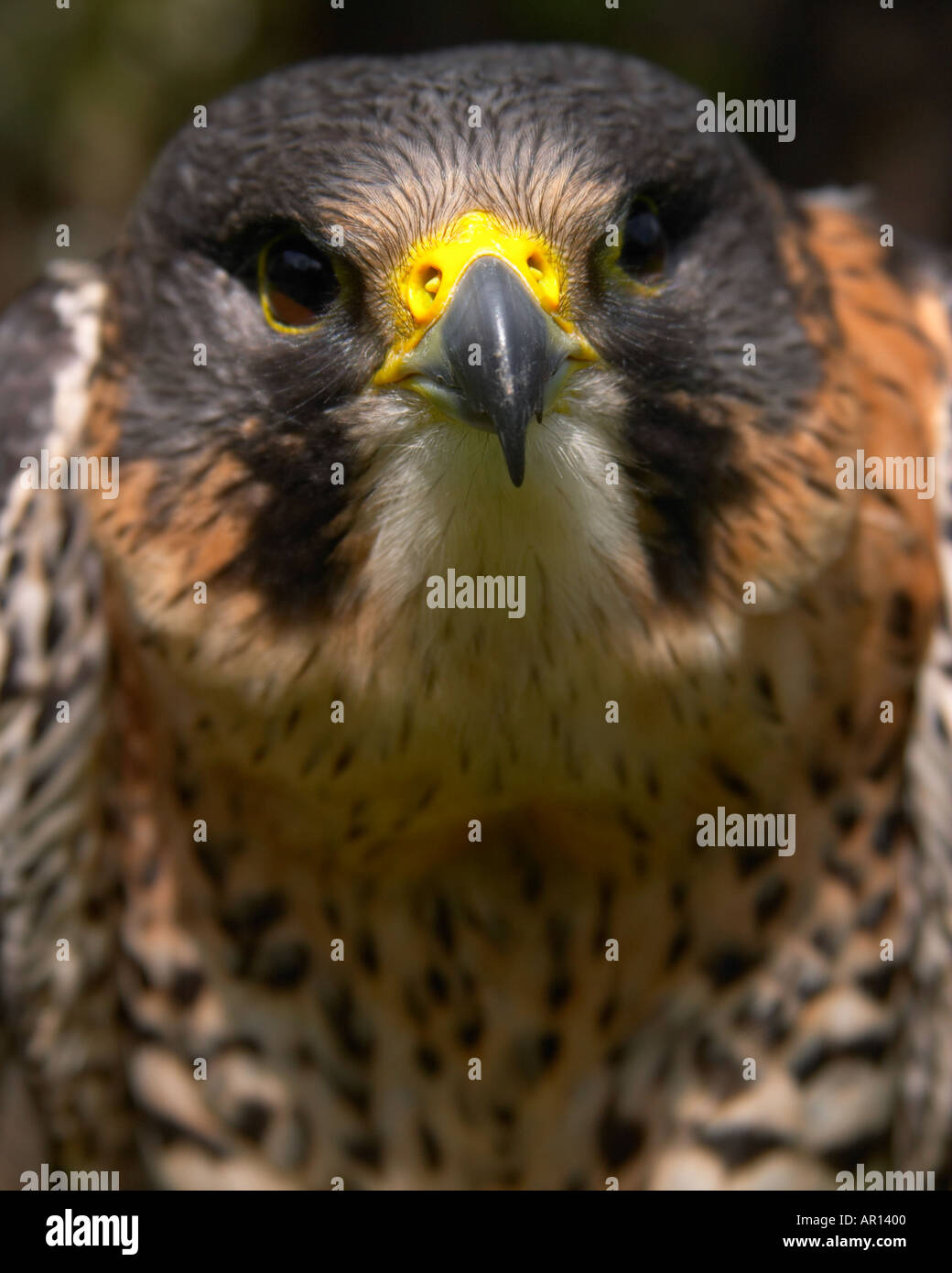 Art peregrine falcon hi-res stock photography and images - Alamy