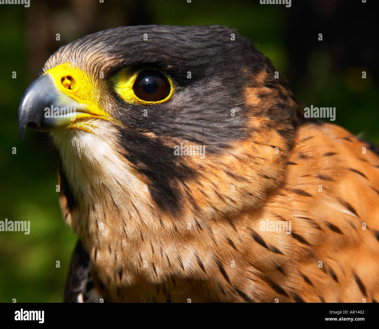 Peregrine falcon head art hi-res stock photography and images - Alamy