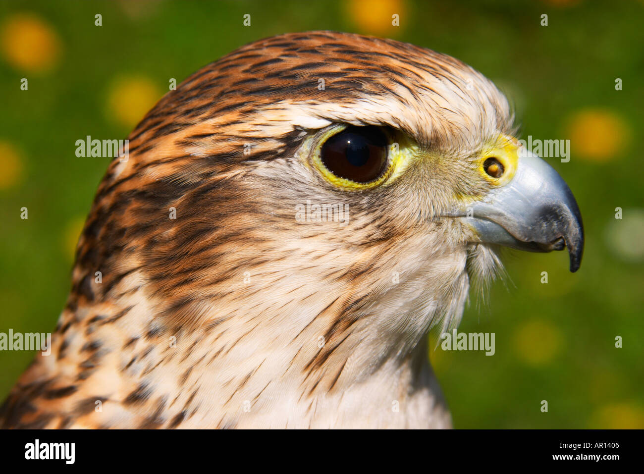 Tribrid hi-res stock photography and images - Alamy