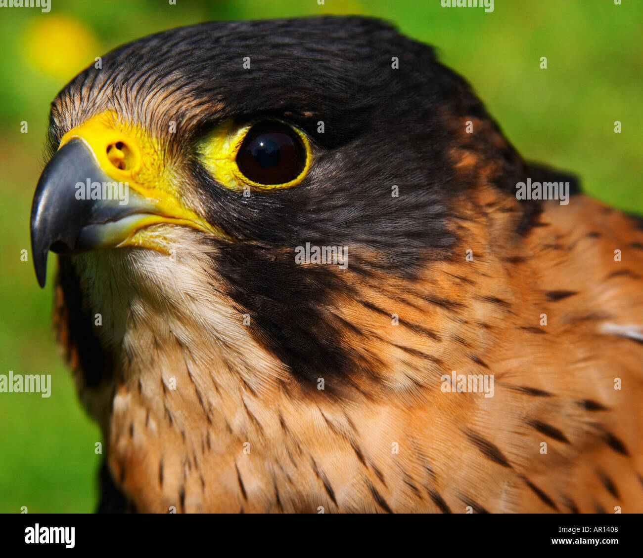 Bird of Prey Peregrine New Zealand Falcon Hybrid Stock Photo - Alamy