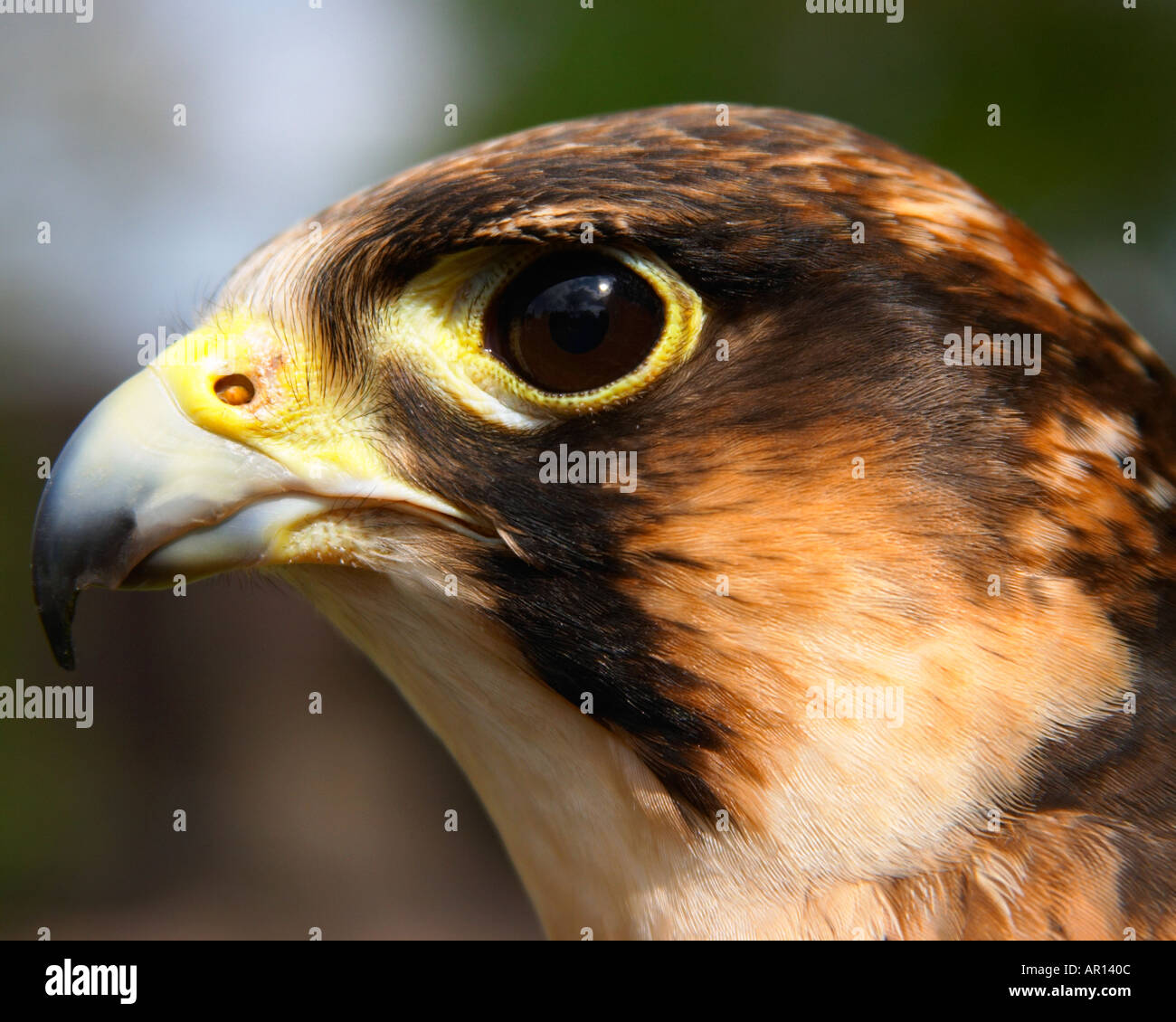 Bird of Prey Male Peregrine Lanner Falcon Hybrid Stock Photo - Alamy