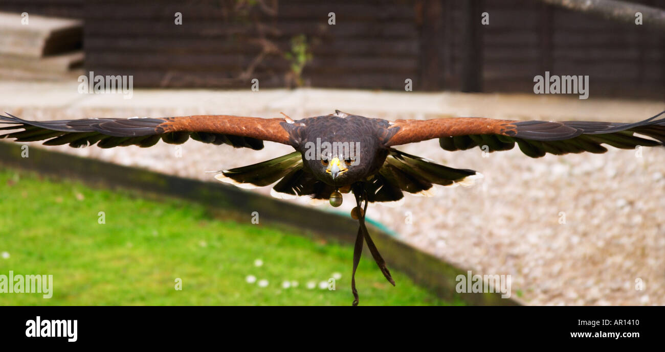 Bird of Prey Male Harris Hawk in Flight Stock Photo - Alamy