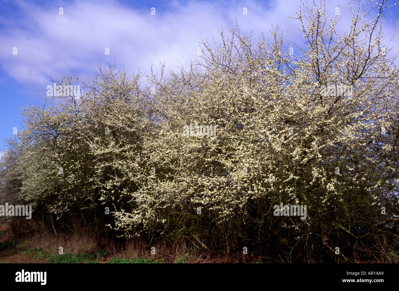 Sloe bush in flower late April England Stock Photo - Alamy