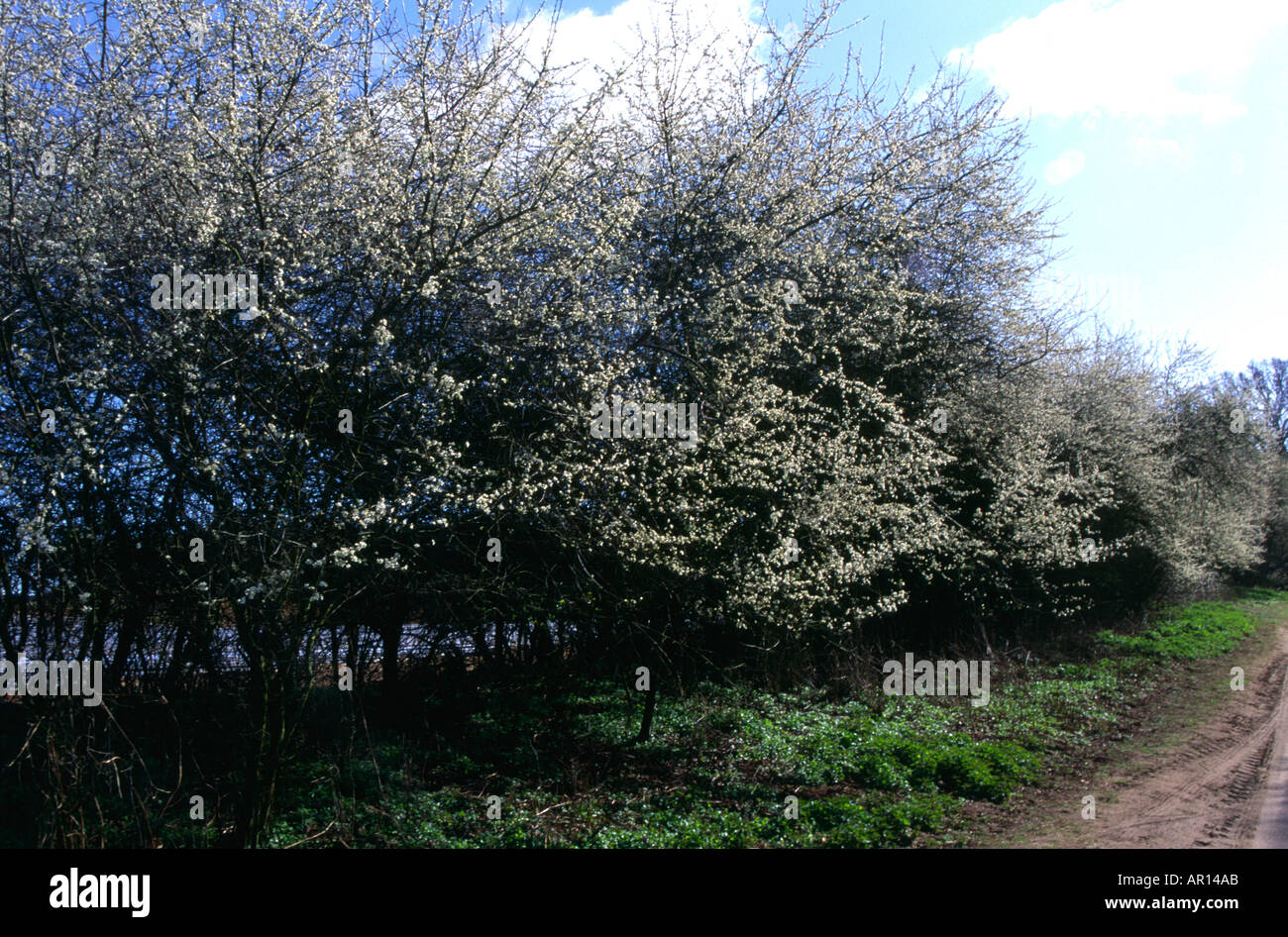 Sloe bush in flower late April England Stock Photo - Alamy