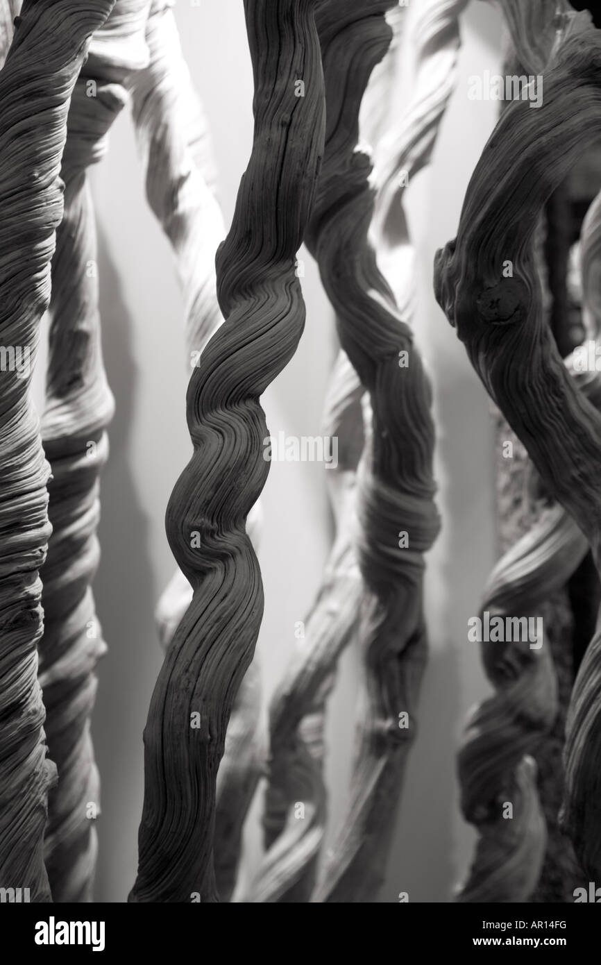 Curved black and white tree hi-res stock photography and images - Alamy