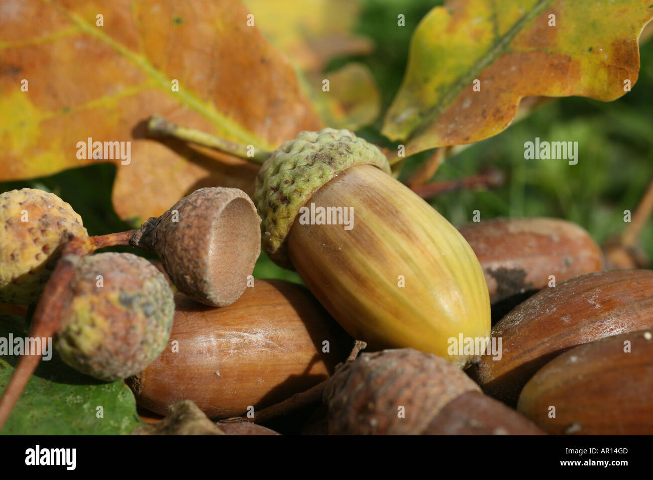 Fall forest floor: Acorns and oak leaves (Quercus robur Stock Photo - Alamy
