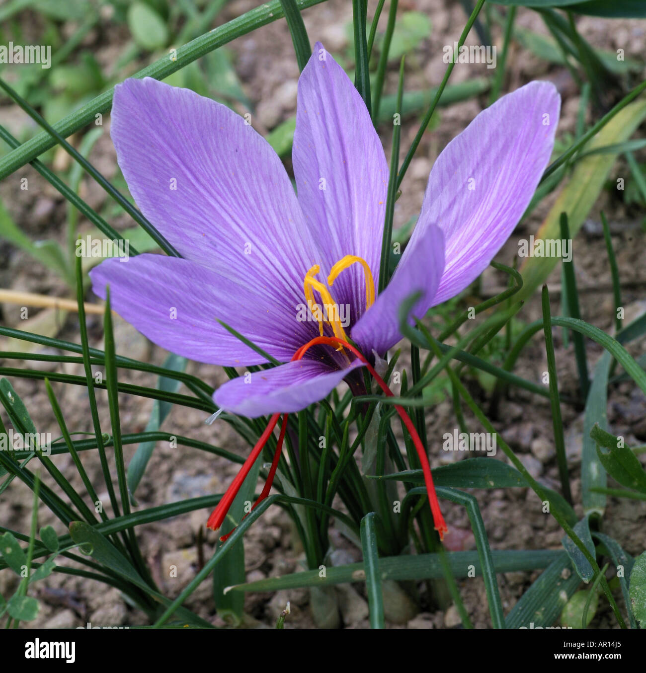 The only spice protected with the AOC lable (Appellation Originale ...