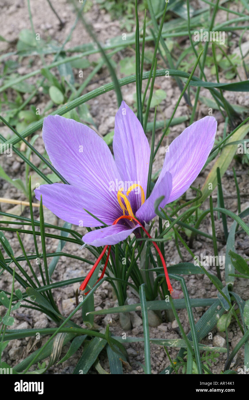 The only spice protected with the AOC lable (Appellation Originale ...