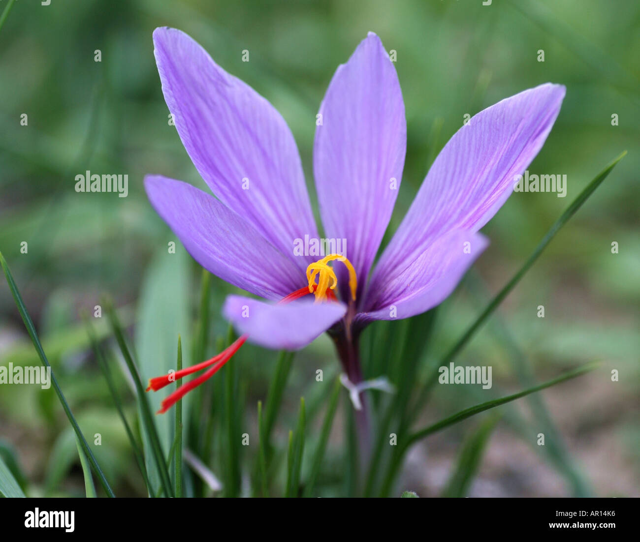 Lable hi-res stock photography and images - Alamy