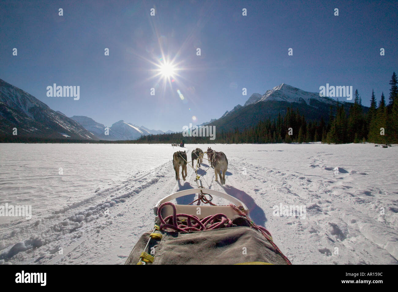 Team work animal hi-res stock photography and images - Alamy