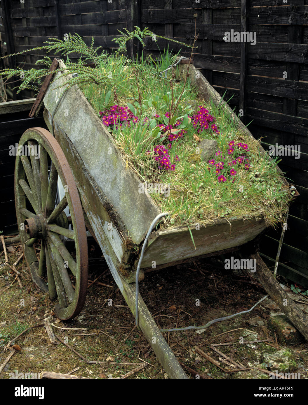 Feature plants hi-res stock photography and images - Alamy