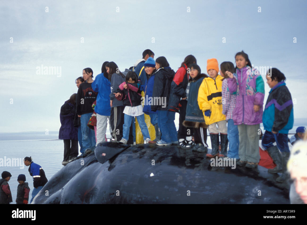 bowhead whale caught during spring whaling season with local Eskimo ...