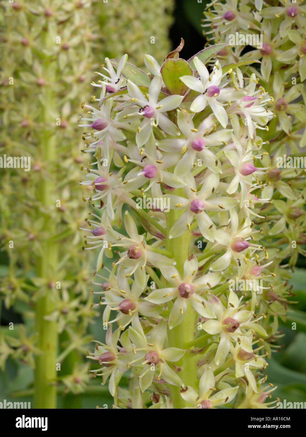 Eucomis species hi-res stock photography and images - Alamy