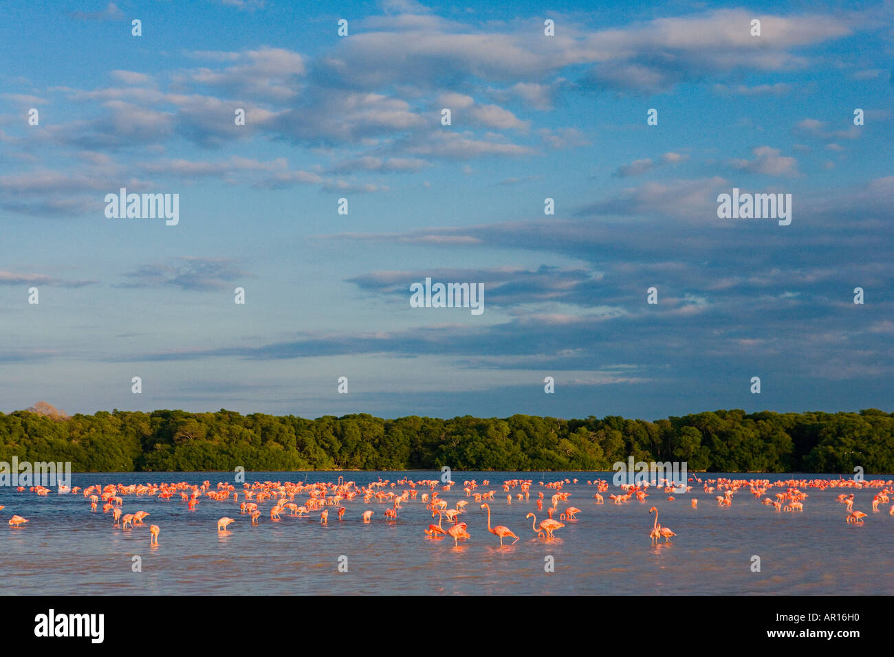 The beautiful Flamingo Reserve of Celestun near Merida Mexico Stock ...