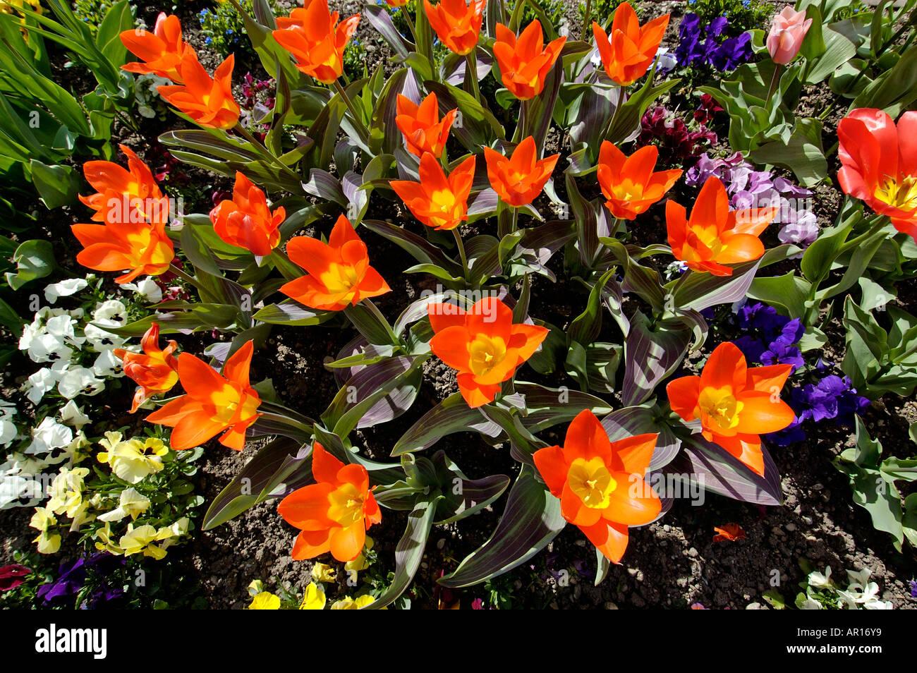 Overhead tulips hi-res stock photography and images - Alamy