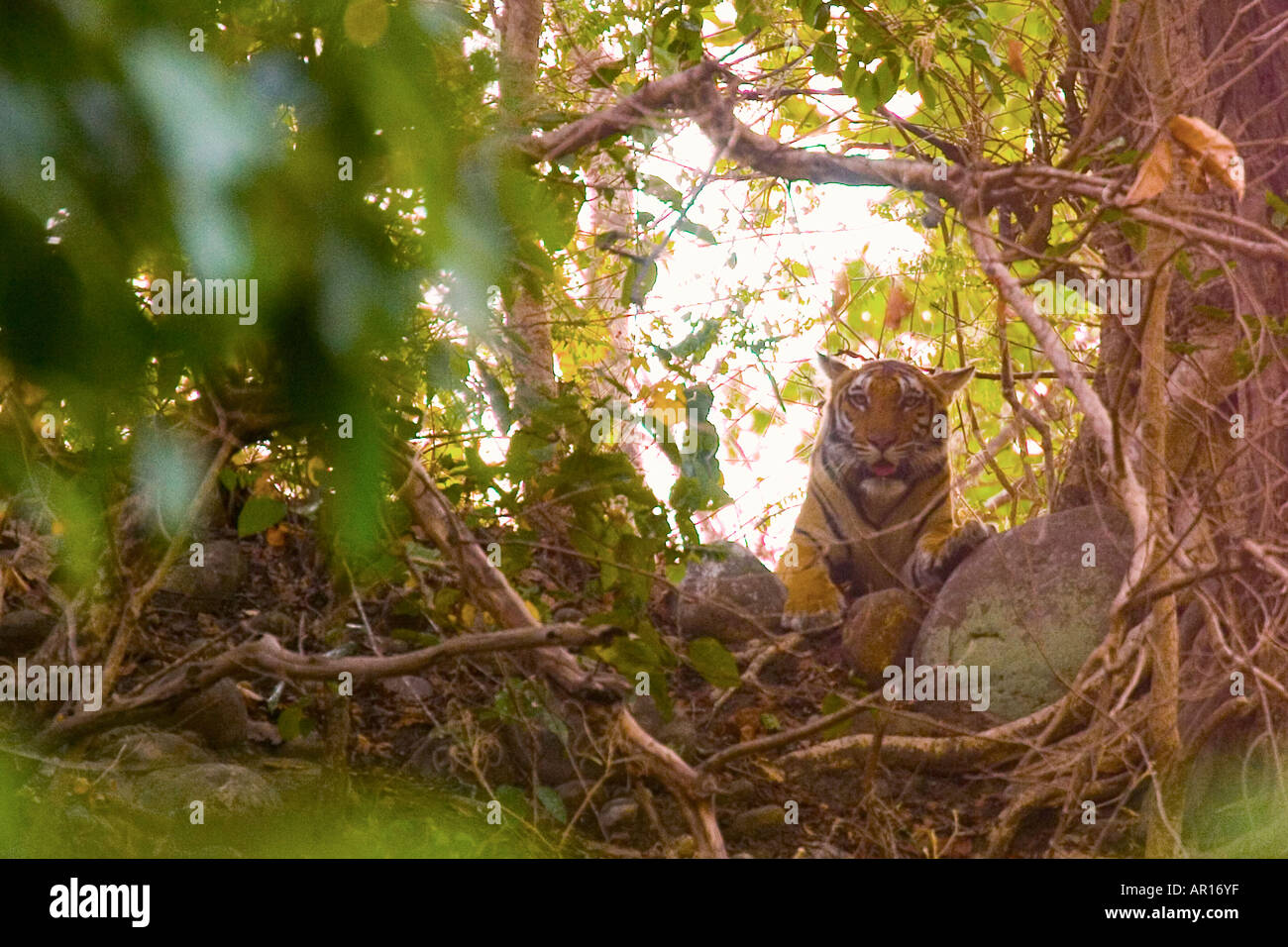 Tiger in Corbett National Park Himachal Pradesh India Stock Photo - Alamy